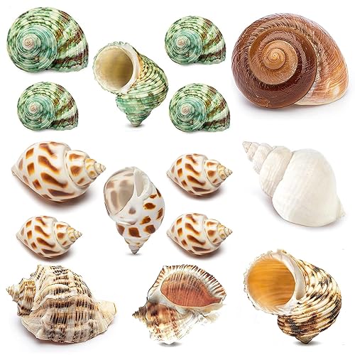 15PCS Hermit Crab Shells Include Small & Medium and Large (6 Types ...