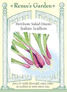Amazon.com : 'Italian Scallion' Heirloom Salad Onions : Garden & Outdoor