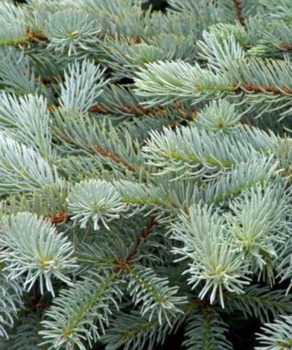 Blue Spruce Trees - Picea pungens (Tree Saplings/Seedlings): Amazon.co ...
