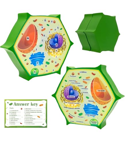 Plant Cell And Animal Cell 3d