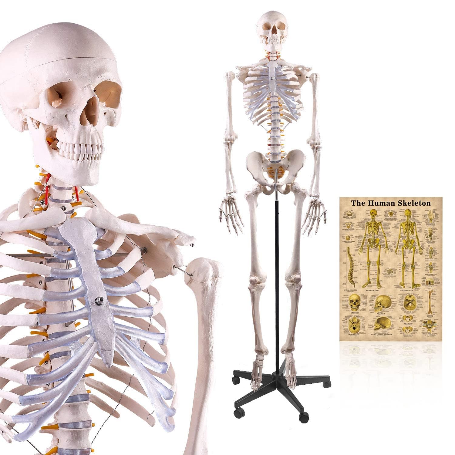 Mua LYOU Human Skeleton Model, Medical Anatomical Skeleton Life Size 70 ...
