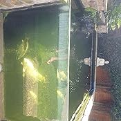 Evolution Aqua Pure Pond Bomb - for Crystal Clear Healthy Water, Treats ...