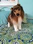Amazon.com: Douglas Dixie Sheltie Shetland Sheepdog Plush Stuffed ...