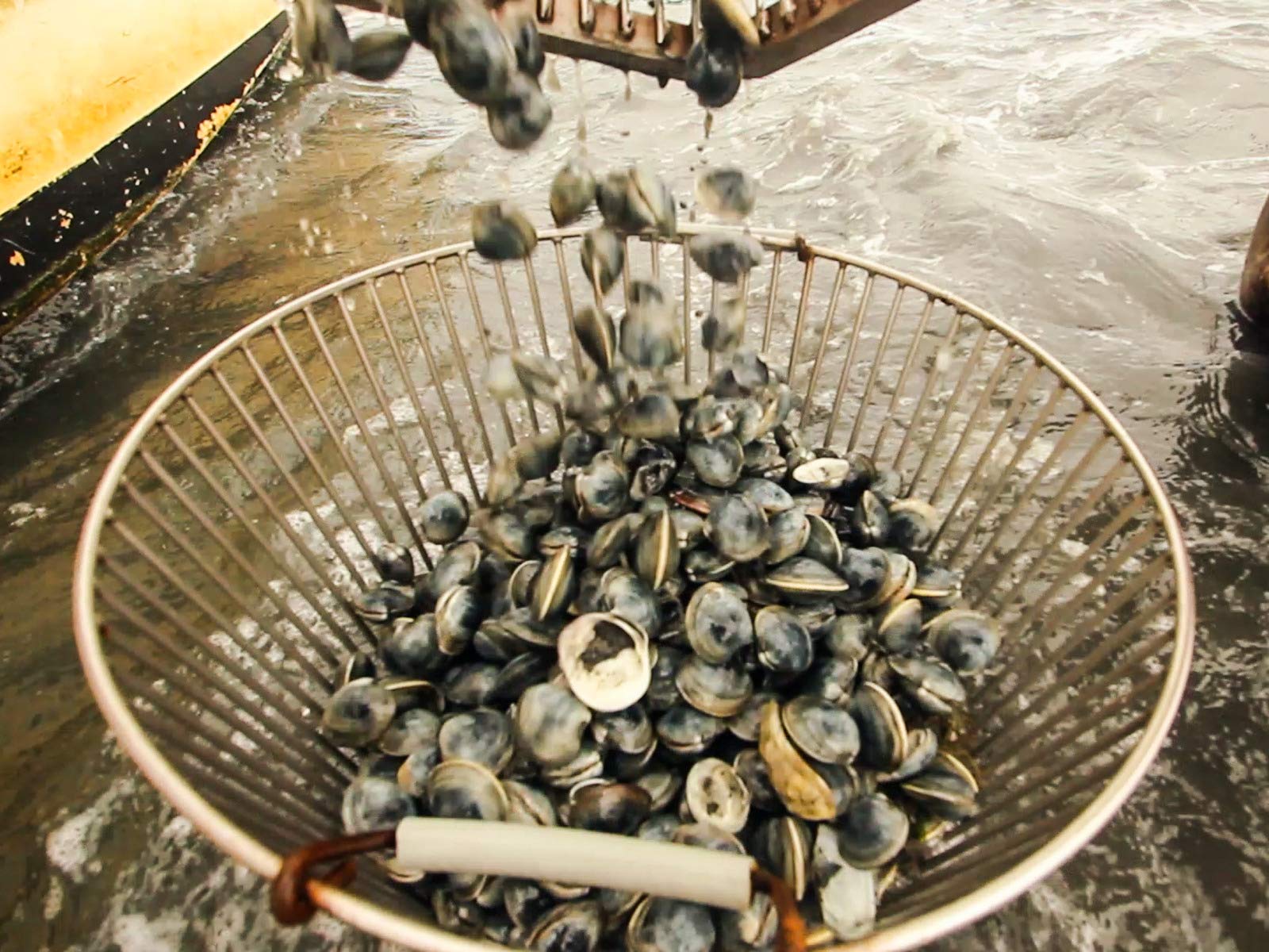 Amazon.co.jp: In the Americas with David Yetman : David Yetman, Daniel ...