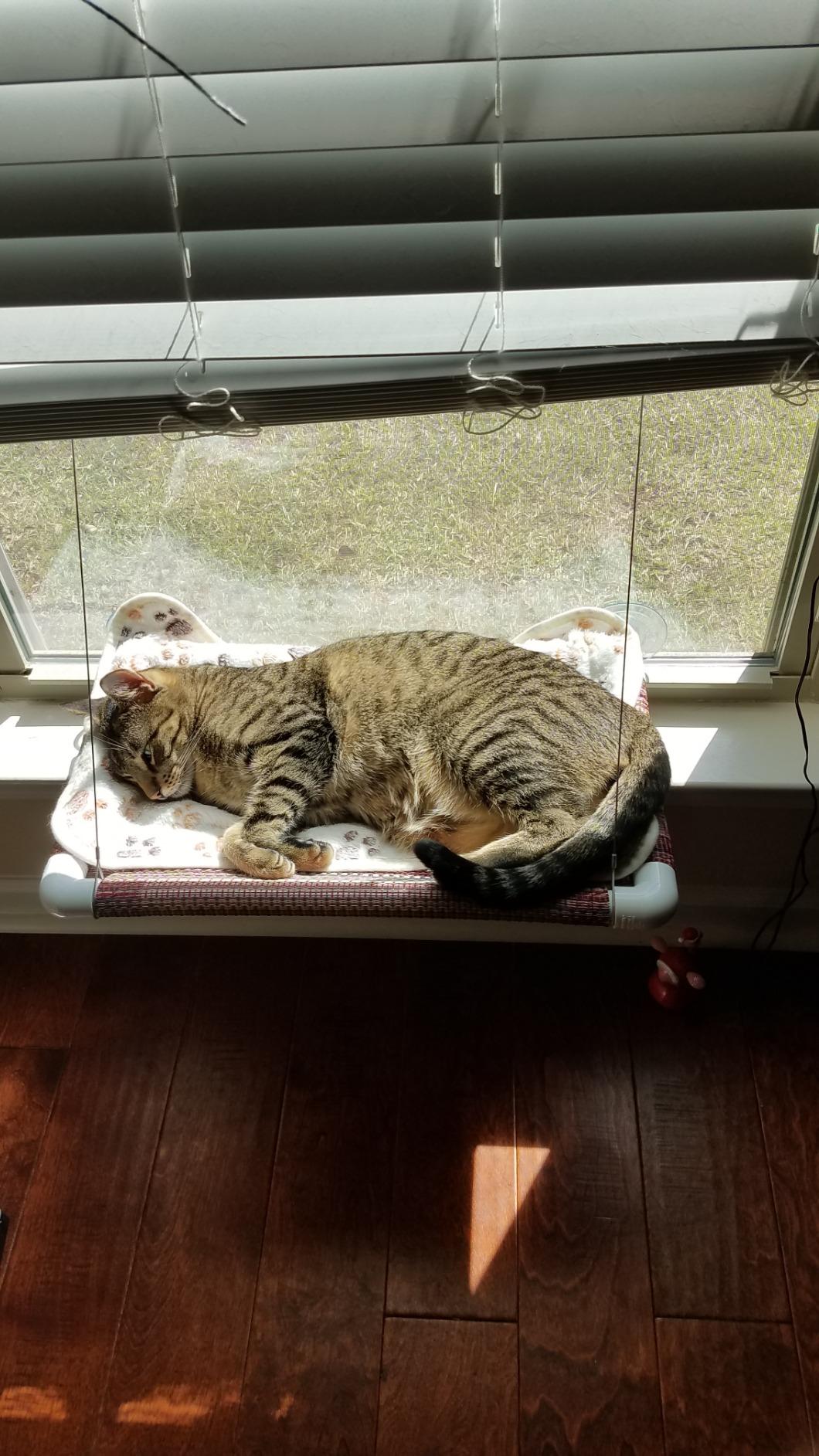 Pictures – Kitty Cot Original™