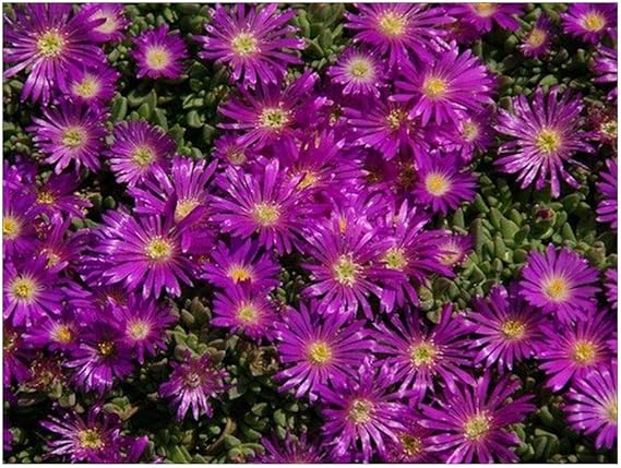 Delosperma lavisiae - winterharte Eisblume - 15 Samen: Amazon.de: Garten