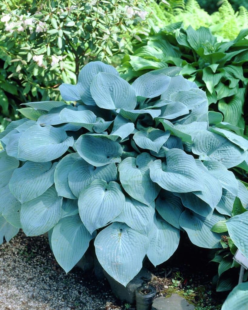 Hosta Fragrant Blue - Plantain Lily, Plant in 9 cm Pot: Amazon.co.uk ...