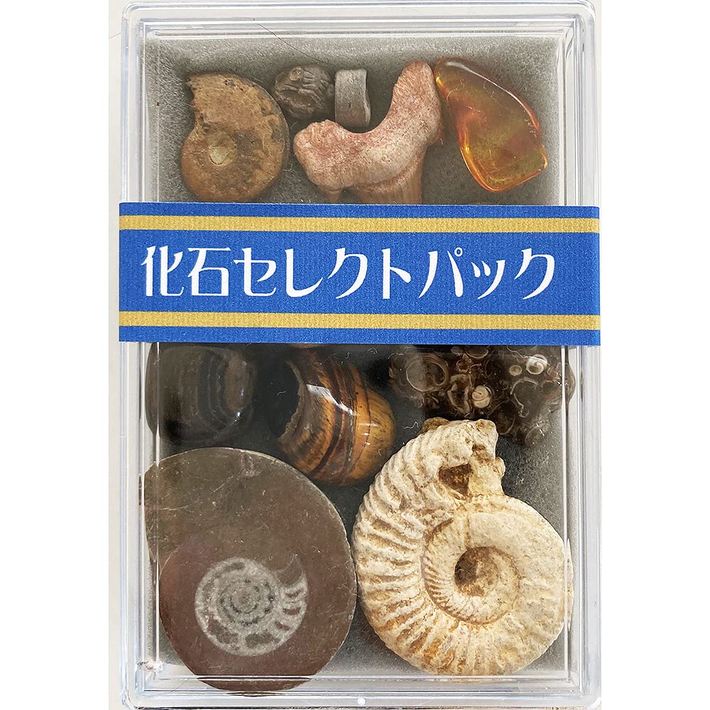 Mua 12 types of fossils, select pack, 12 types of fossils from ...