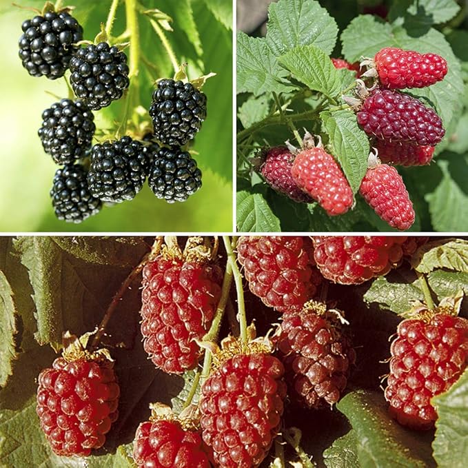 You Garden Limited Berry Garden Collection - Tayberry, Loganberry ...