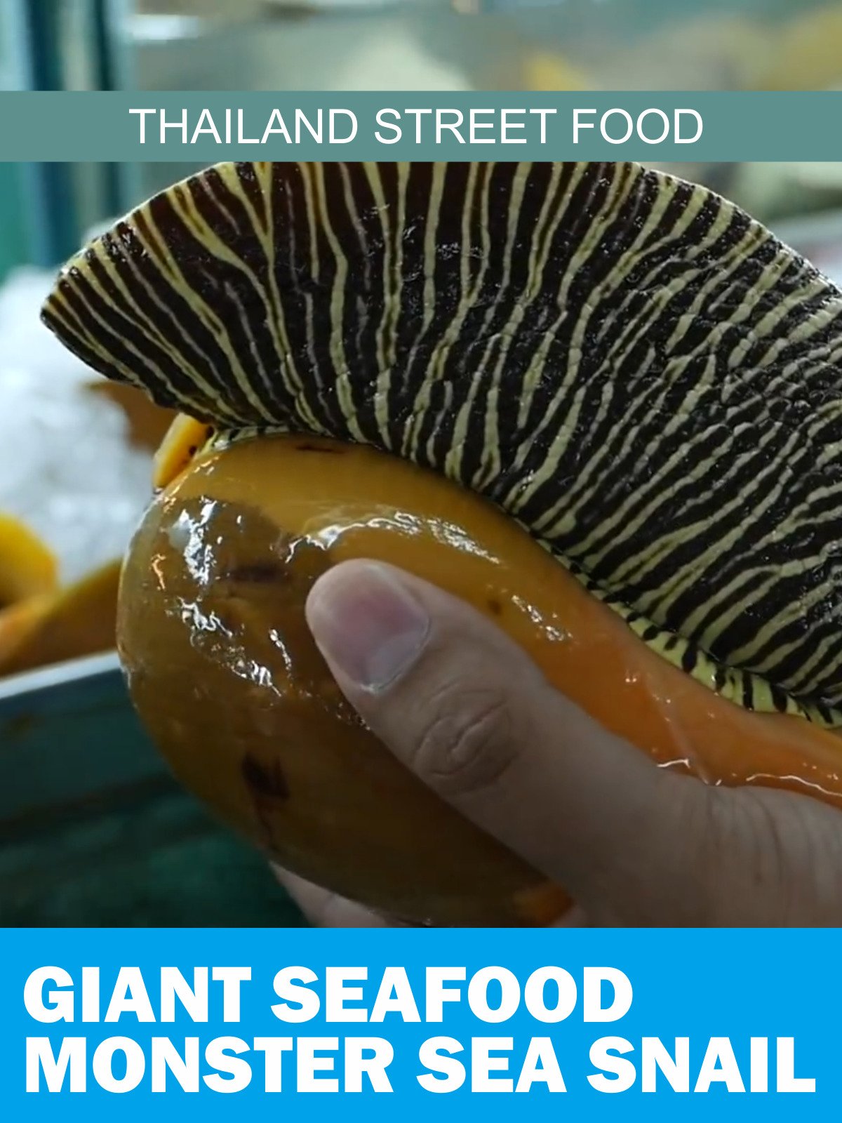 Amazon.com: Thailand Street Food - Giant Seafood Monster Sea Snail ...