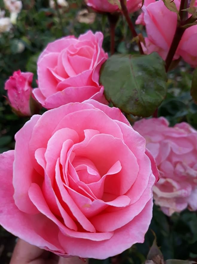 Queen Elizabeth Floribunda Rose Bare Root: Amazon.co.uk: Garden & Outdoors