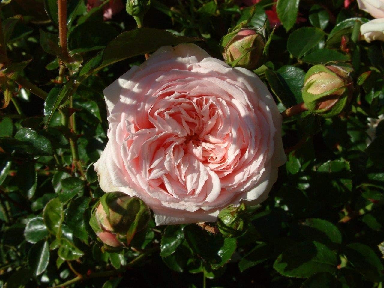 Rosa Peter Beales ‘Awakening’ Climbing Rose – BigaMart