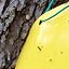 Amazon.com : Trapro Yellow Dual-Sided Sticky Fly Traps for Plant Insect ...