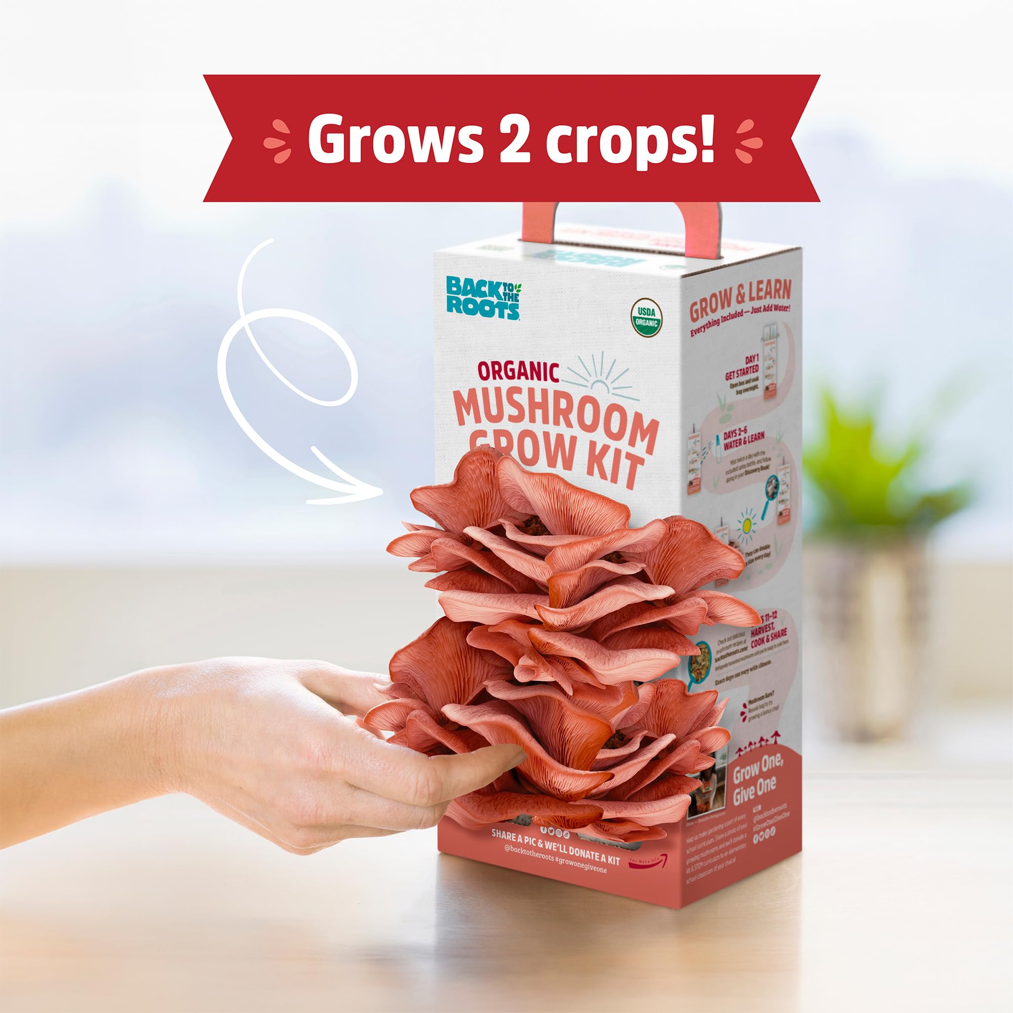 Mua Back to the Roots Organic Pink Mushroom Grow Kit, Harvest Gourmet ...
