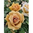 Amazon.com : Ma Cherie Roses Butterscotch Climbing Roses Live Plants ...