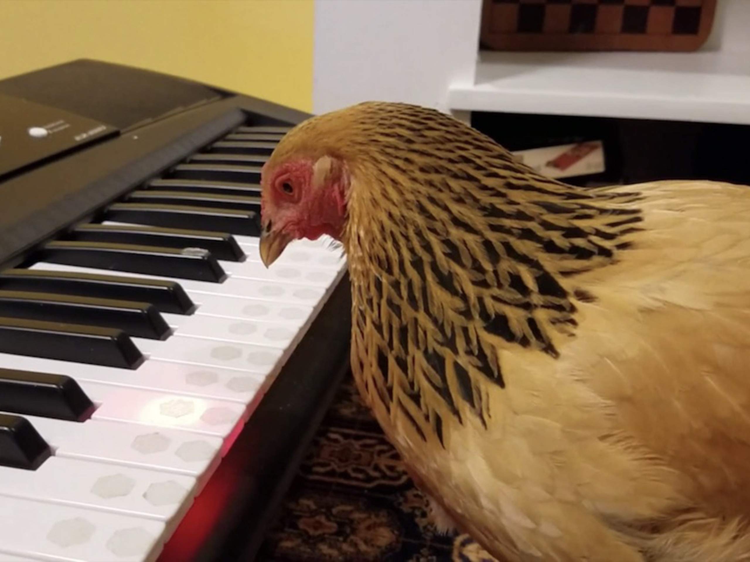 Watch Pet Collective - Season 1 | Prime Video