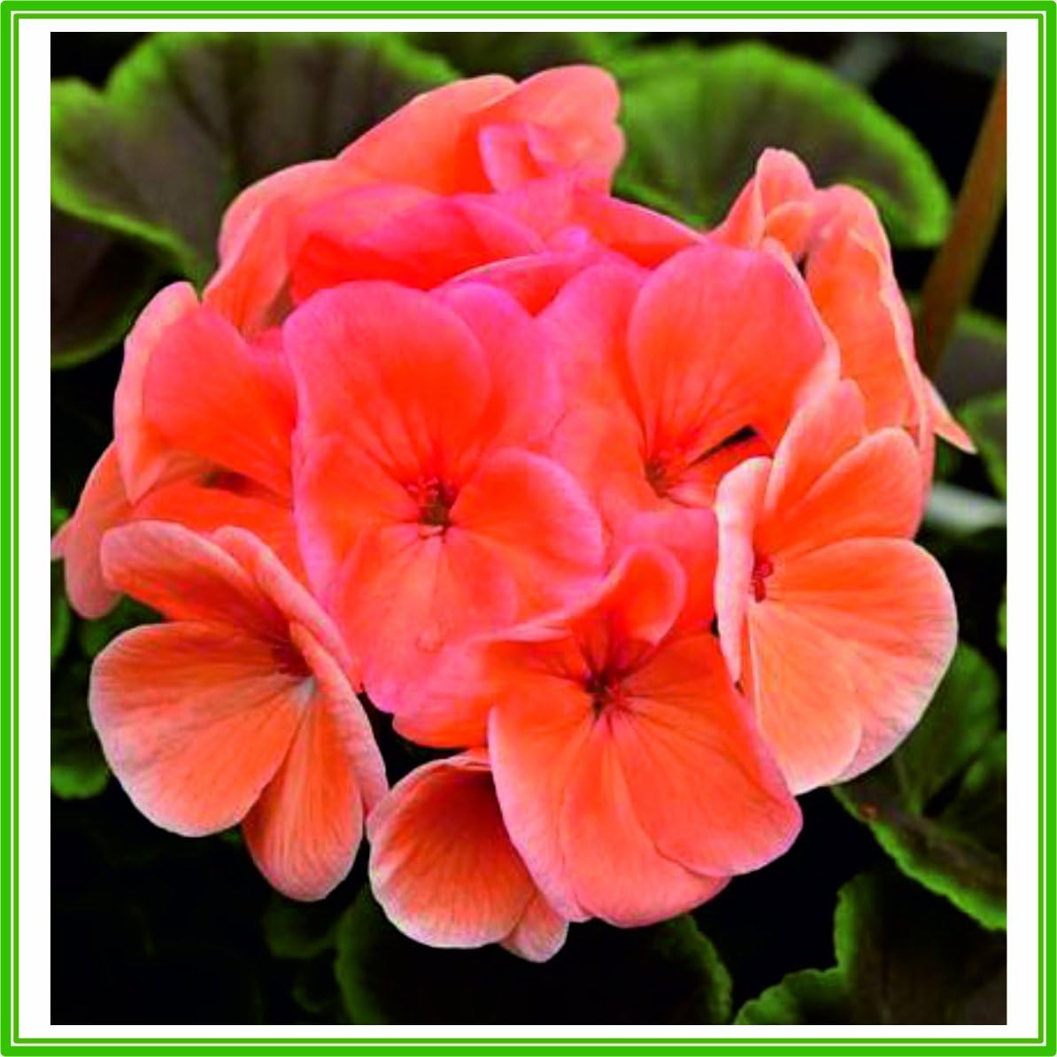 AJP Geranium F1 Bullseye Series 'Salmon' Seed: Amazon.co.uk: Garden ...