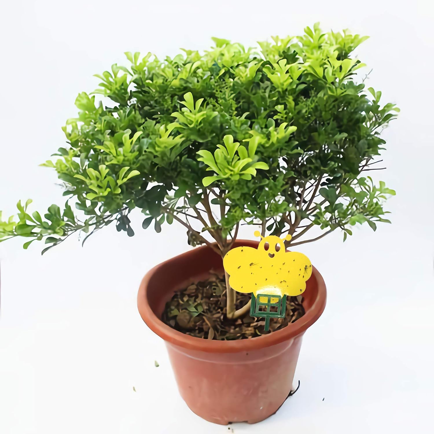 24 Pack Fungus Gnat Traps Dual Yellow Sticky in Bee Shaped for Outdoor ...