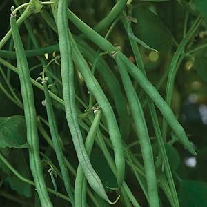 Amazon.com: Burpee Beananza Bush Bean Seeds 2 ounces of seed ...