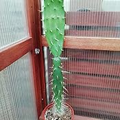 Cactus Kit - Grow Your Own Cacti Plants Indoors - Unusual Gardening ...