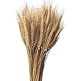 Amazon.com: CoolCrafts 100 Stems Dried Wheat Stalks Natural Wheat ...