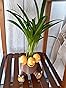 Amazon.com: ONESHOT3D Exeggutor Planter Flower Pot - Gift Idea Gamers ...