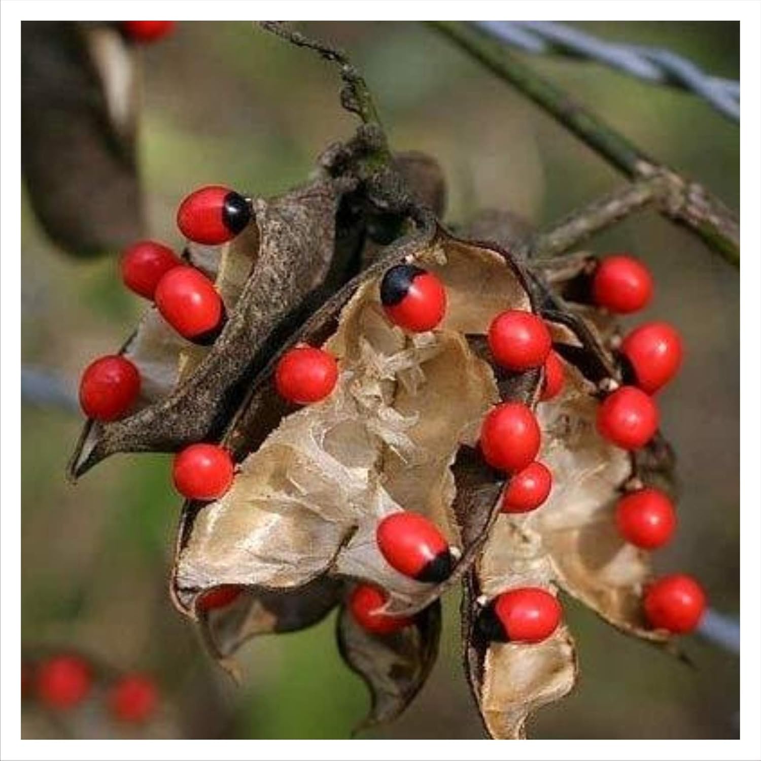 Buy Natural Rakt Gunja -Red Chirmi Beads -Abrus Seed -Gamanchi -Gaunchi ...