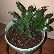 Amazon.com: Janet Craig Dragon Tree - Dracaena fragrans - 4: Everything ...