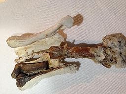 Amazon.com : Loving Pets Pure Buffalo 6-Inch Pressed Bully Bone Dog ...