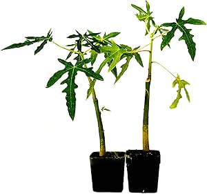 Amazon.com : 9GreenBox -TR Hovey Papaya Carica L. Caricaceae ...