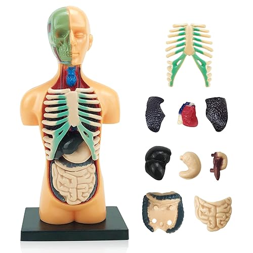 Ynybusi Human Body Model for Kids| STEAM Toys Ages 4-7, Kids Science ...