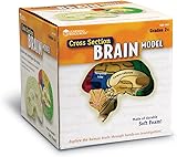 Learning Resources Human Anatomy Brain Model: Amazon.co.uk: Toys & Games