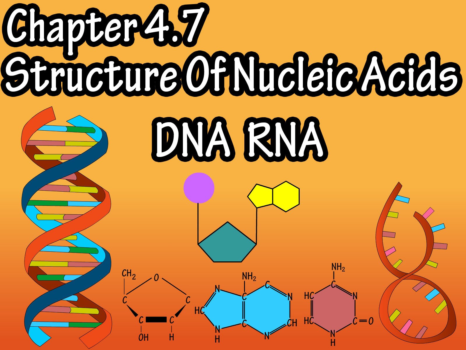 watch-anatomy-and-physiology-chapter-4-prime-video