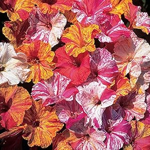 11 Fragrant Perennial Flowers For The Perfect Scented Garden