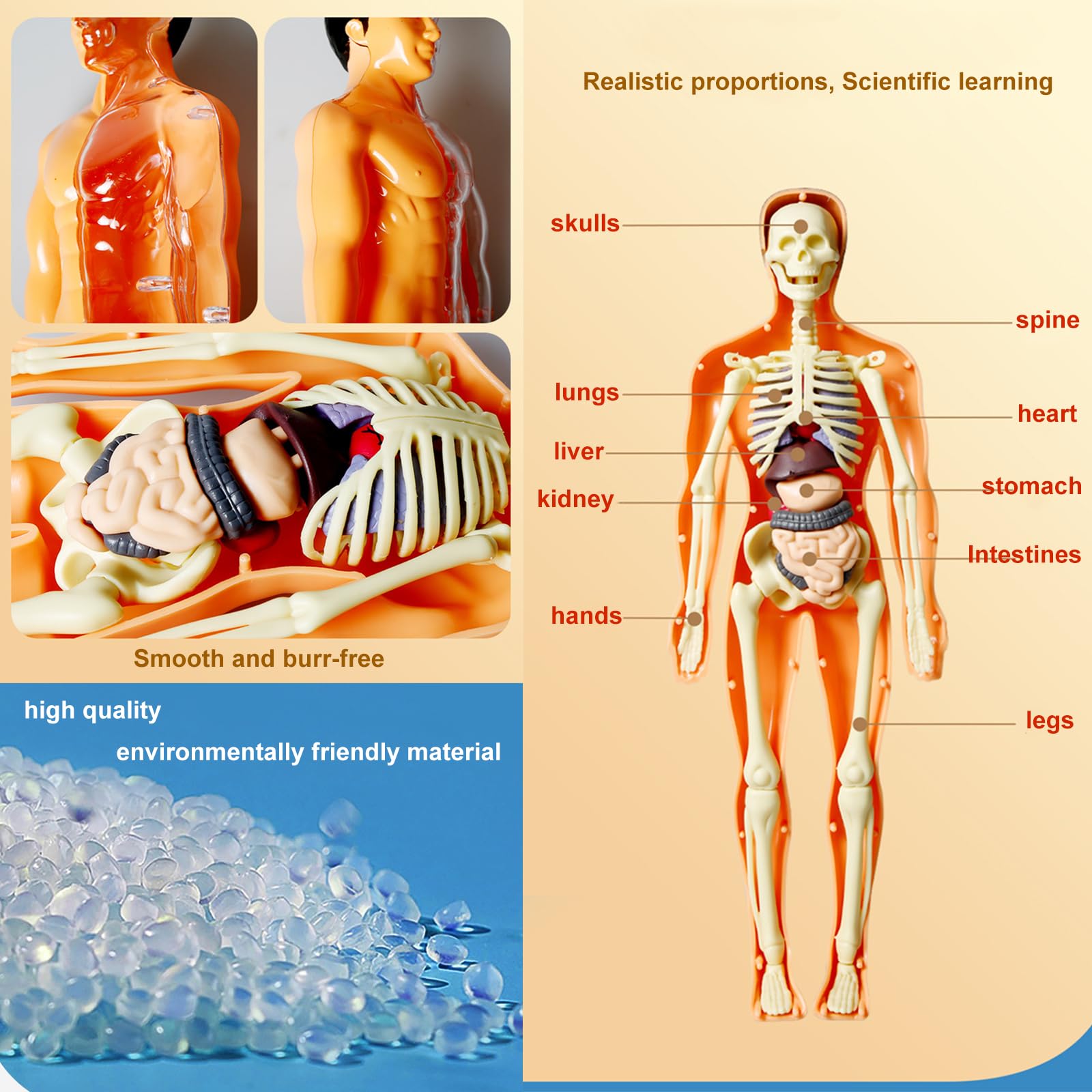 Mua EXBEPE 11.3 inch Human Body Model with 8 Assembled and Disassembled ...