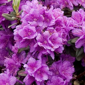 Rhododendron Ramapo Ericaceae - 1 Plant - Live Outdoor Shrub in 9cm Pot ...