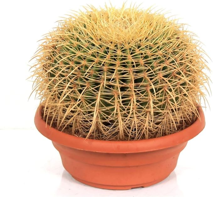 Mother in Law’s Cushion - Extra Large - Globe shape Cactus - Spiky ...