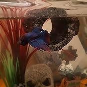 Zoo Med Floating Betta Log: Amazon.ca: Pet Supplies