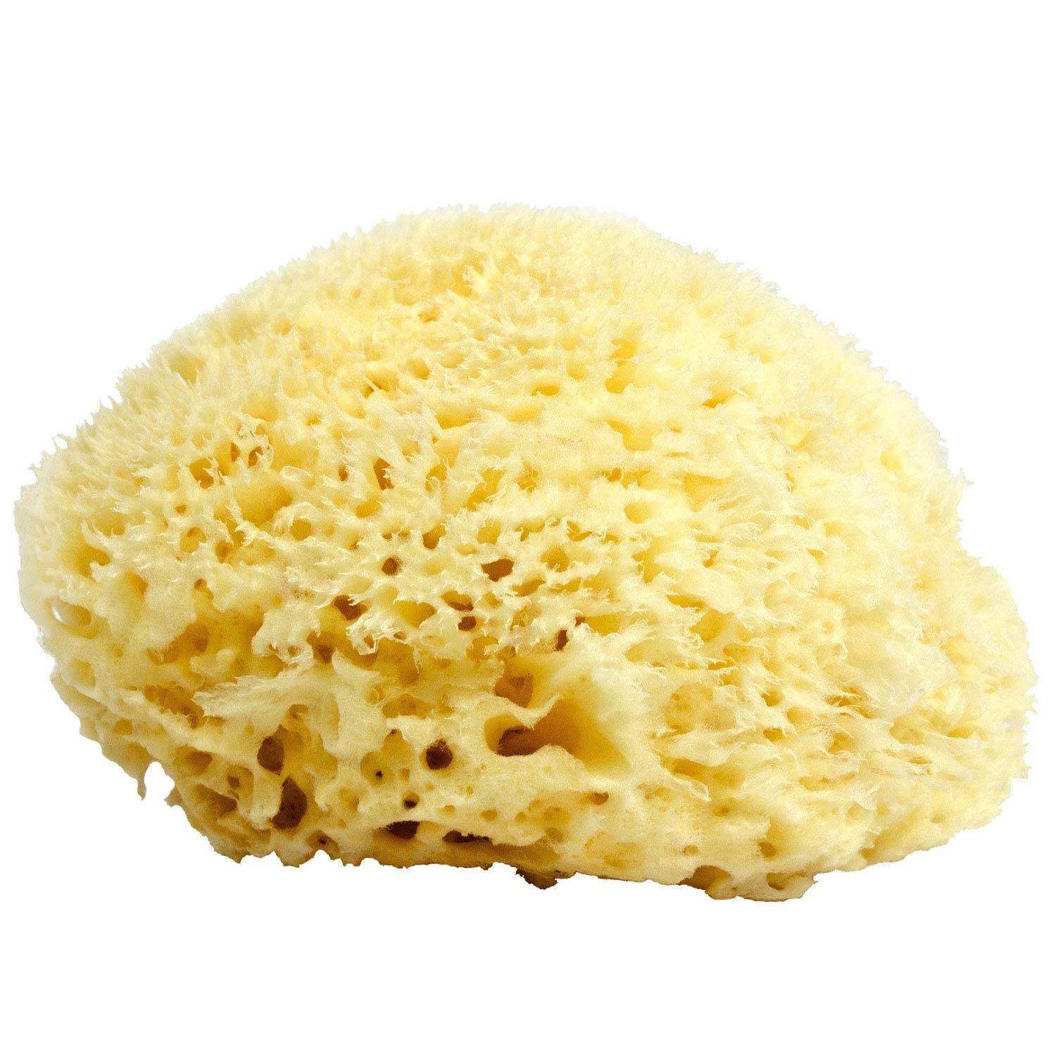 Mua Sea Wool Sponge - All Natural Honeycomb Renewable Sea Sponge, Jumbo ...