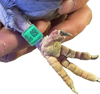 Amazon.com: Customized Pigeon Ring Pigeon Band 100pc personal with name ...