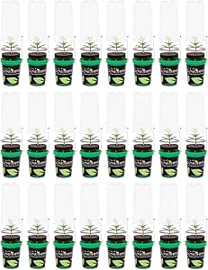 Amazon.com : Clone Shipper Classic Young Live Plant Seedling Clones ...