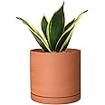 Amazon.com : D'vine Dev Small Plus 5 Inch Terracotta Plant Pot with ...