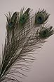 Amazon.com: Natural Peacock Feathers 35-40 inches Long (20 pcs per ...