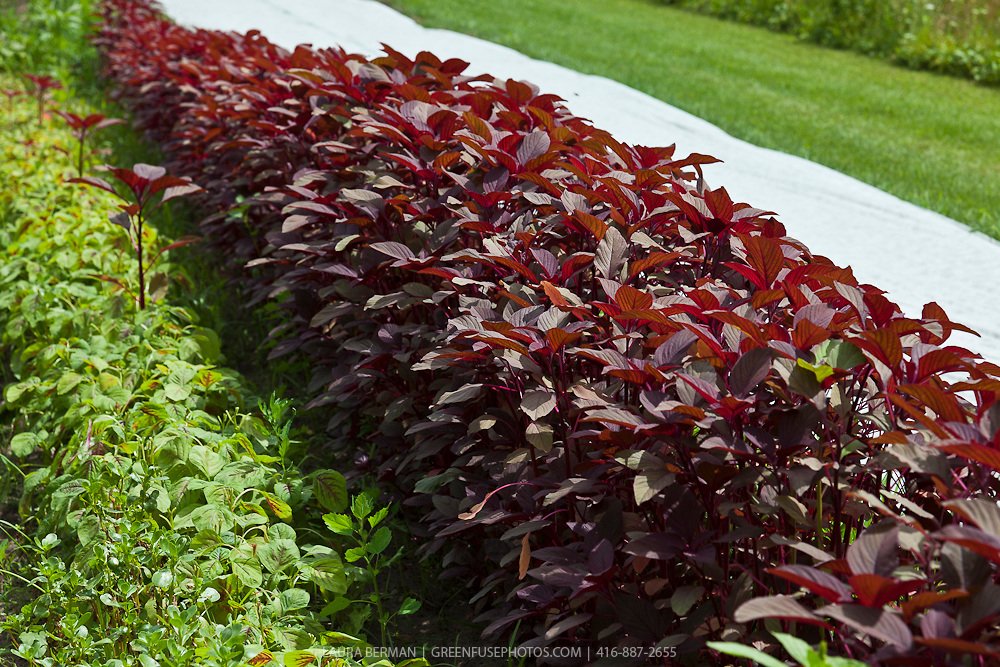 Creative Farmer Hybrid Red Spinach Amaranthus Laal Saag Red Cheera ...