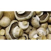 Amazon.com: Crimini ~ Portabella ~ Baby Bella Mushroom Growing Kit ...
