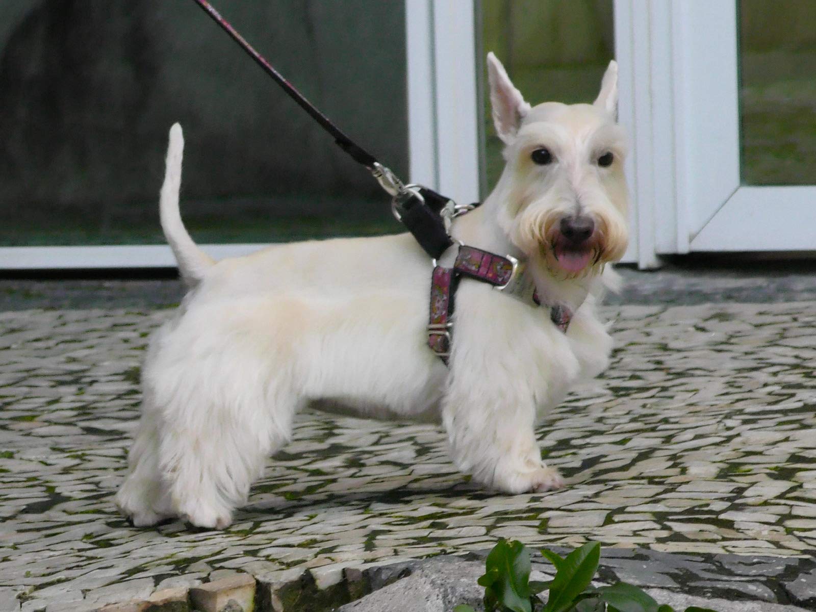 Watch Pet Channel | Prime Video