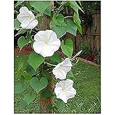 Amazon.com : 4 Live Plants - Moonflower Vine, White Morning Glories ...