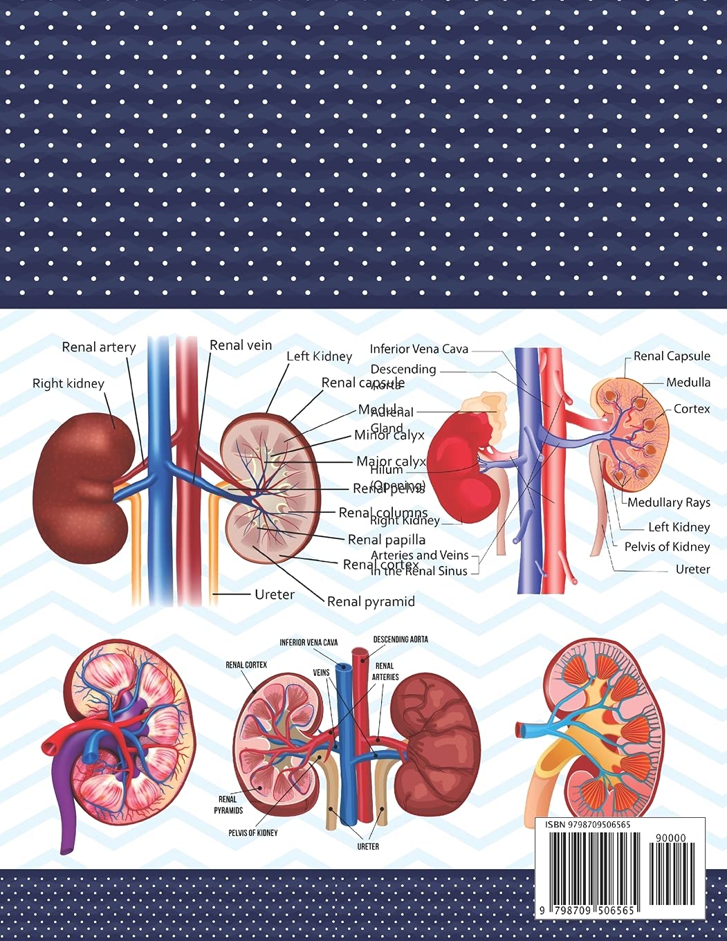 Mua Kidney Anatomy Coloring Book: Fun and Easy Human Kidney Anatomy ...