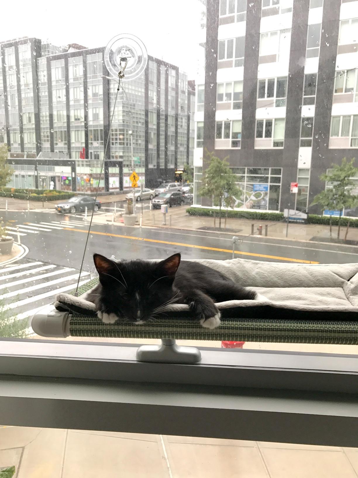 Pictures – Kitty Cot Original™