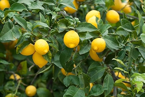 Dwarf Lemon Bonsai Tree Seeds for Planting - 30+ Seeds - Ships from ...